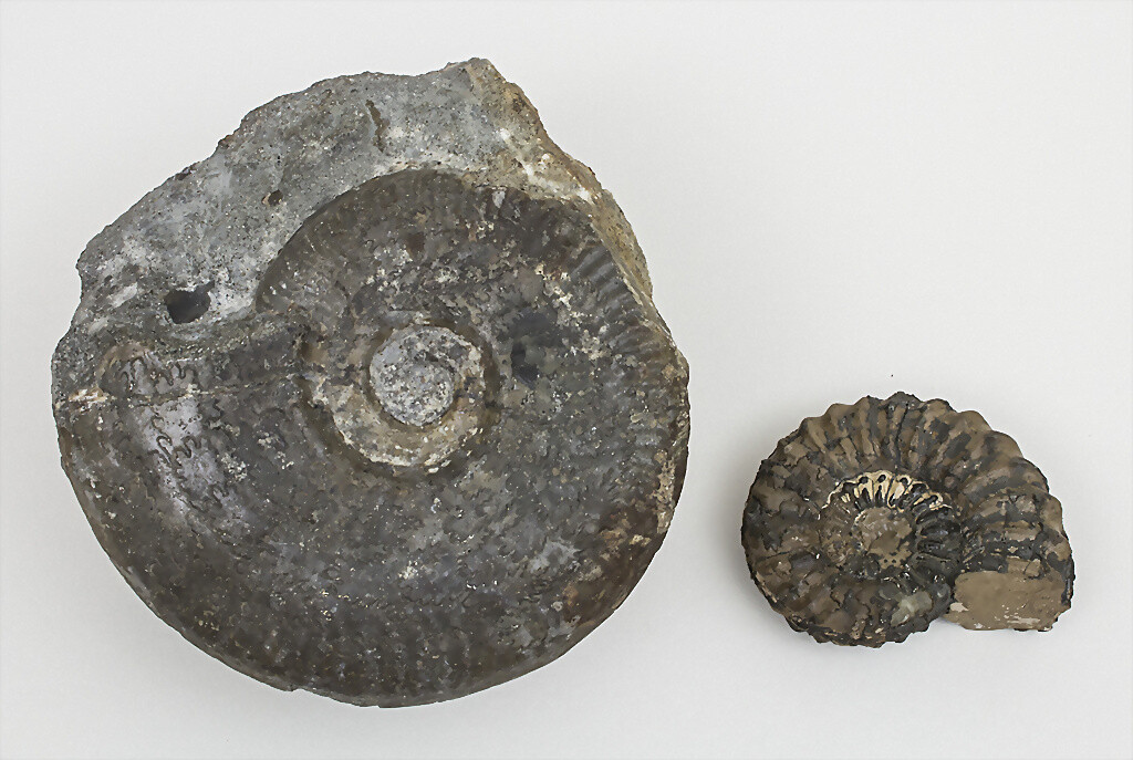 2 fossile Ammoniten / 2 fossile ammonites - auctions & price archive
